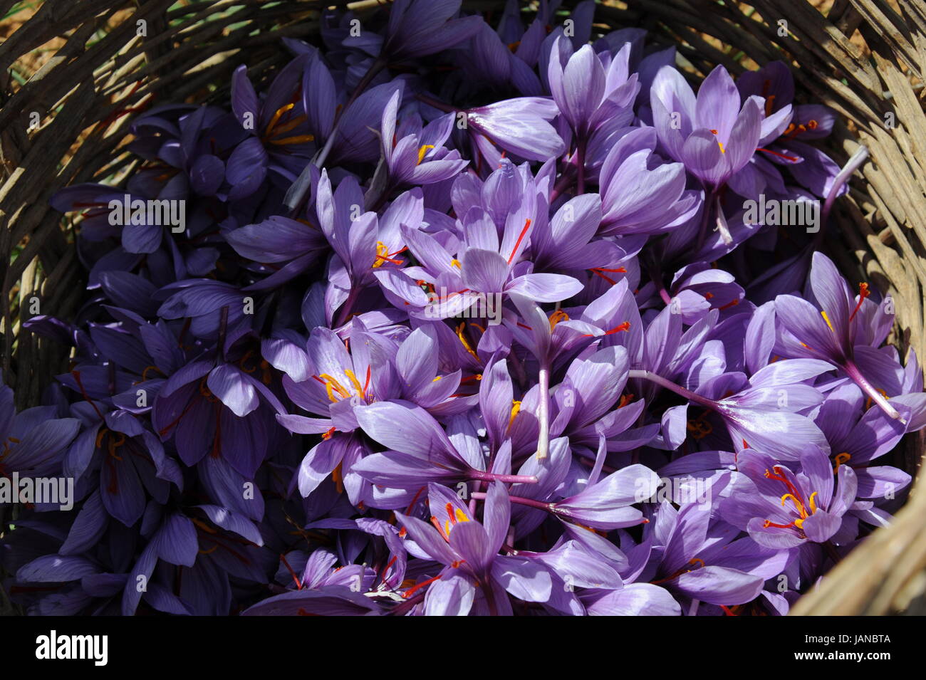 spain - saffron on the field and in basket Stock Photo - Alamy