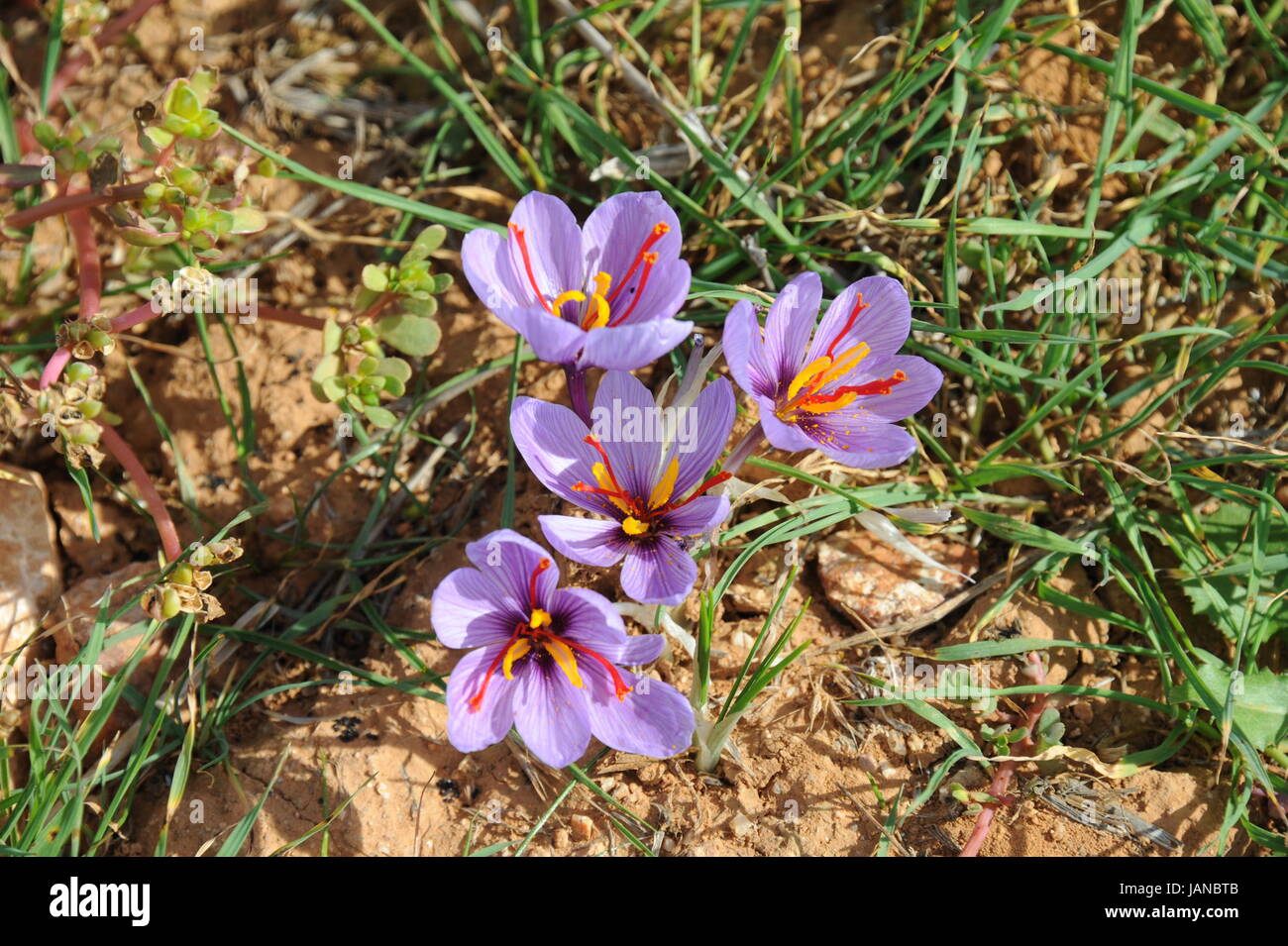 Saffron field spain hi-res stock photography and images - Alamy