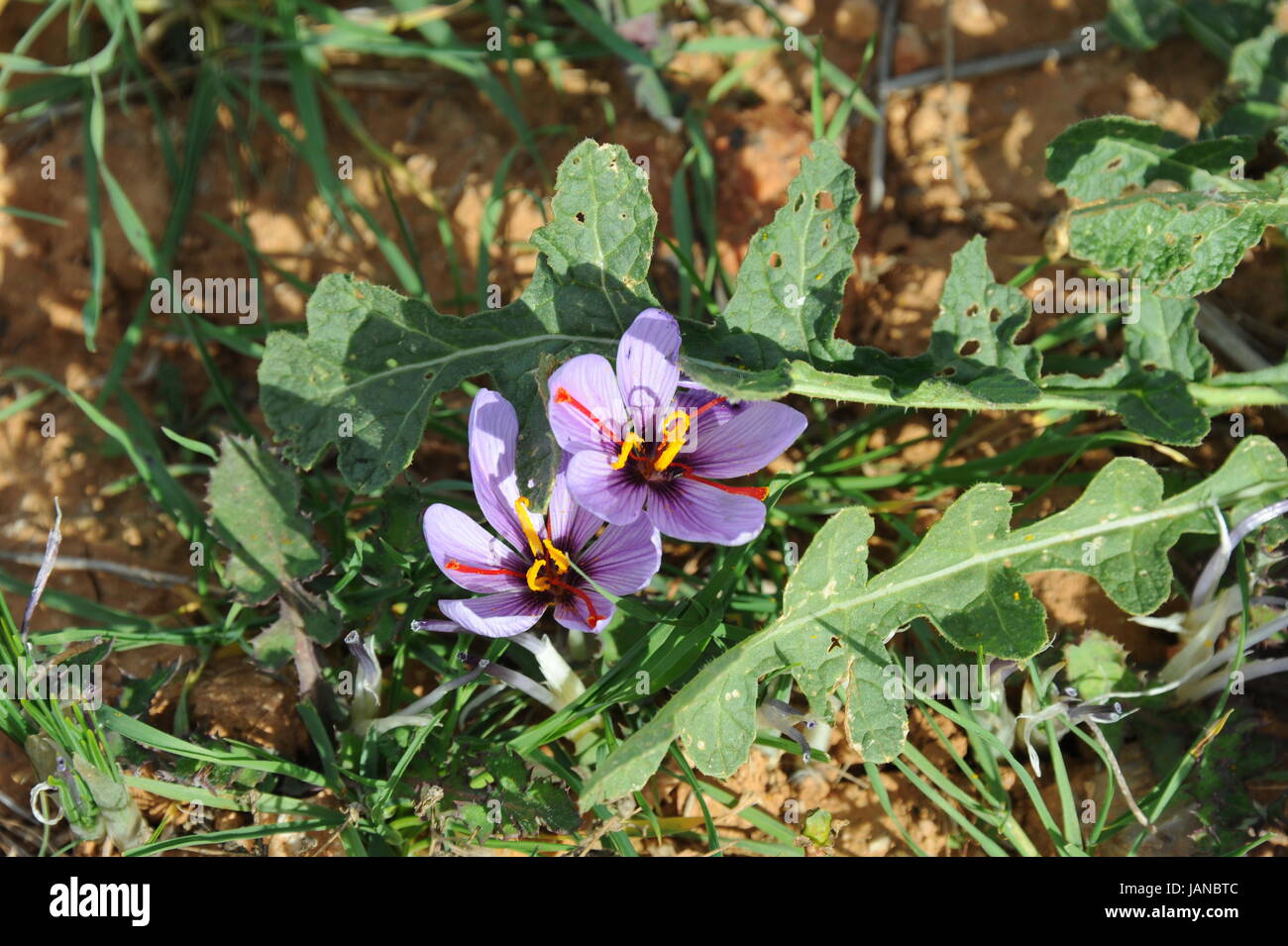 spain - saffron on the field and in the basket Stock Photo - Alamy