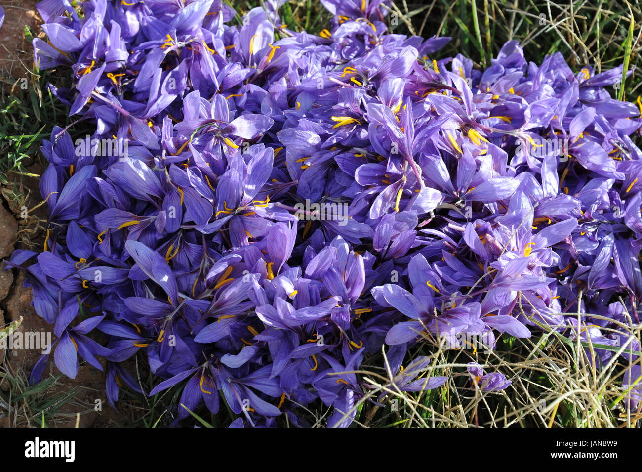 Zafaran hi-res stock photography and images - Alamy