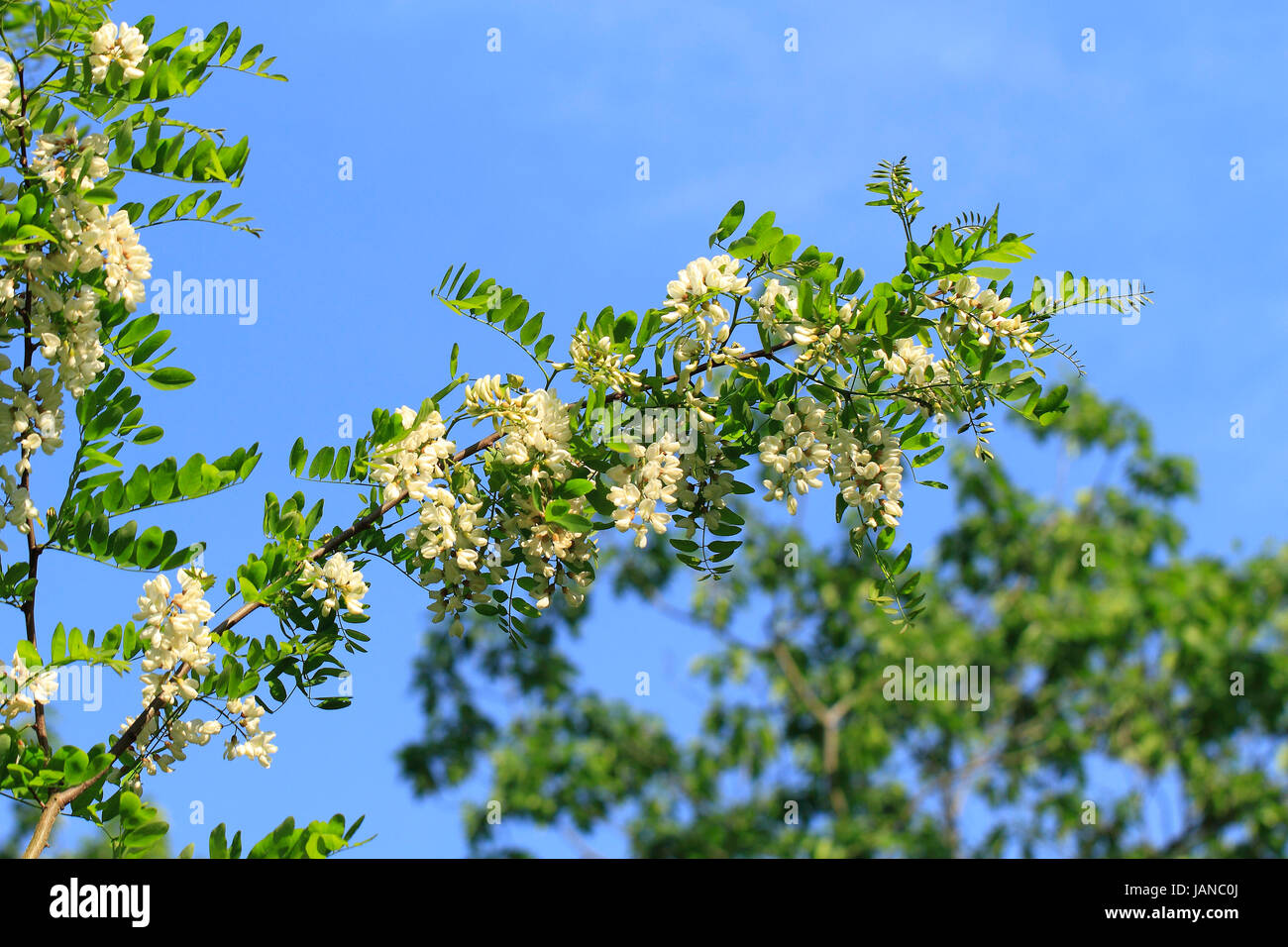 Bllüten einer Robinie (Robinia pseudoacacia) im Früsommer Stock Photo ...