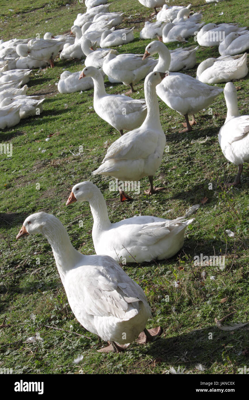 white domestic geese Stock Photo - Alamy