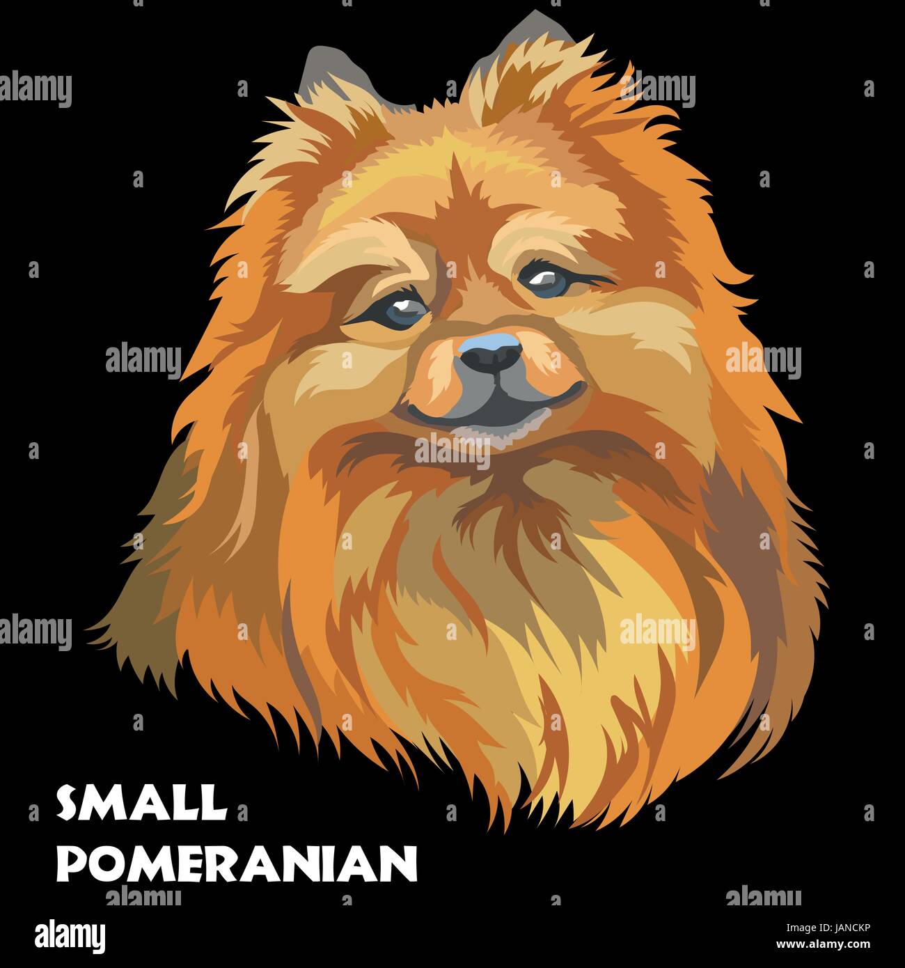 Colored isolated Small Pomeranian vector portrait on black background ...