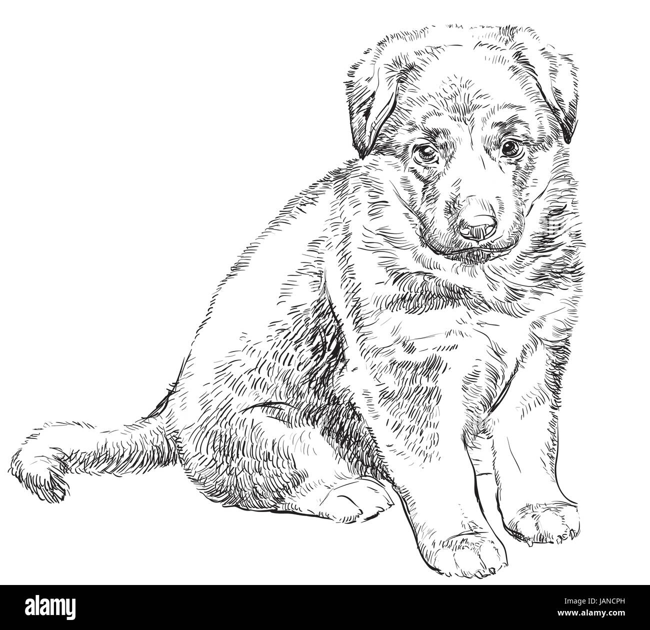 Puppy of german shepherd vector hand drawing Illustration isolated in ...