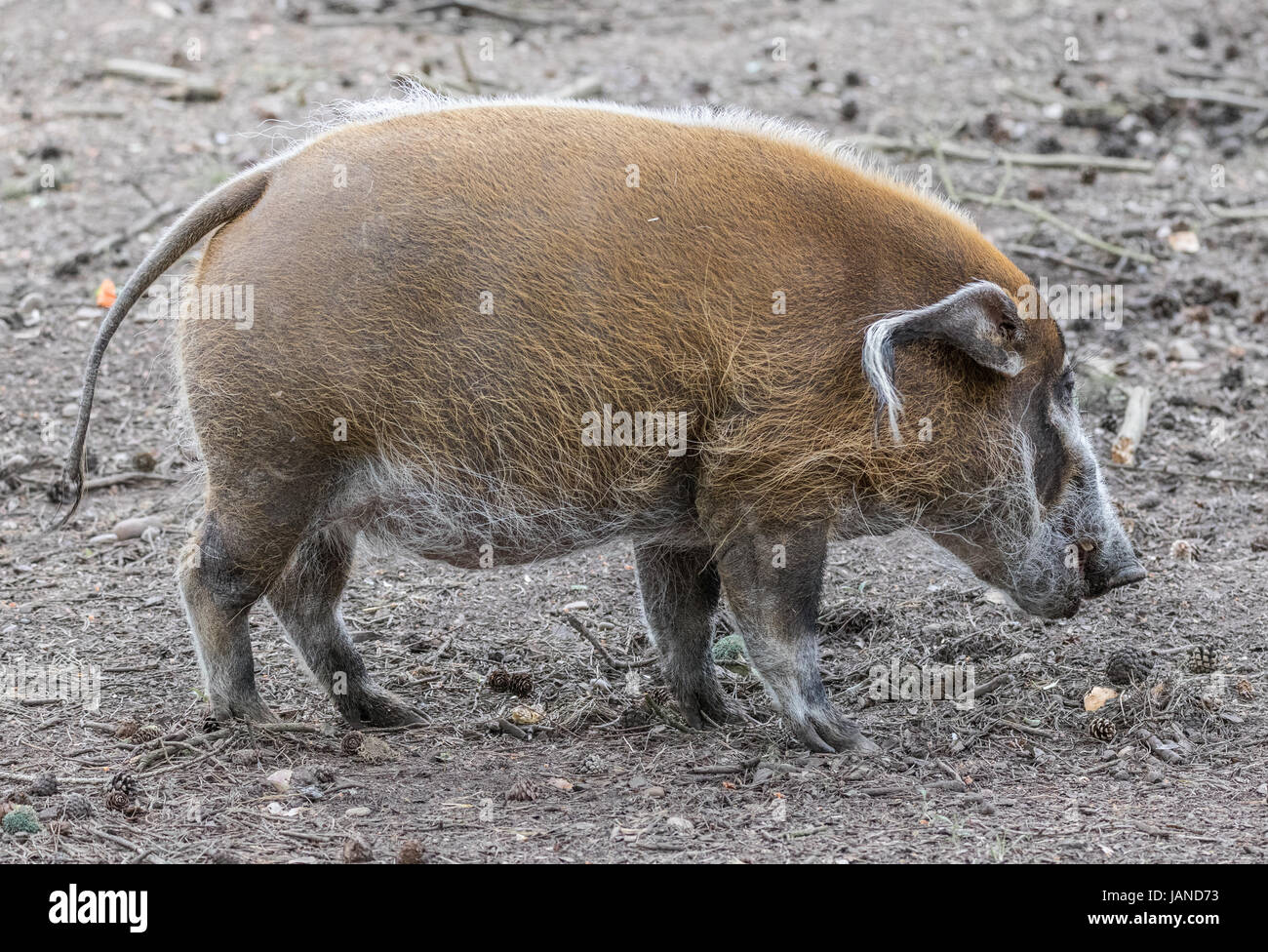 Red river hog close up image Stock Photo - Alamy