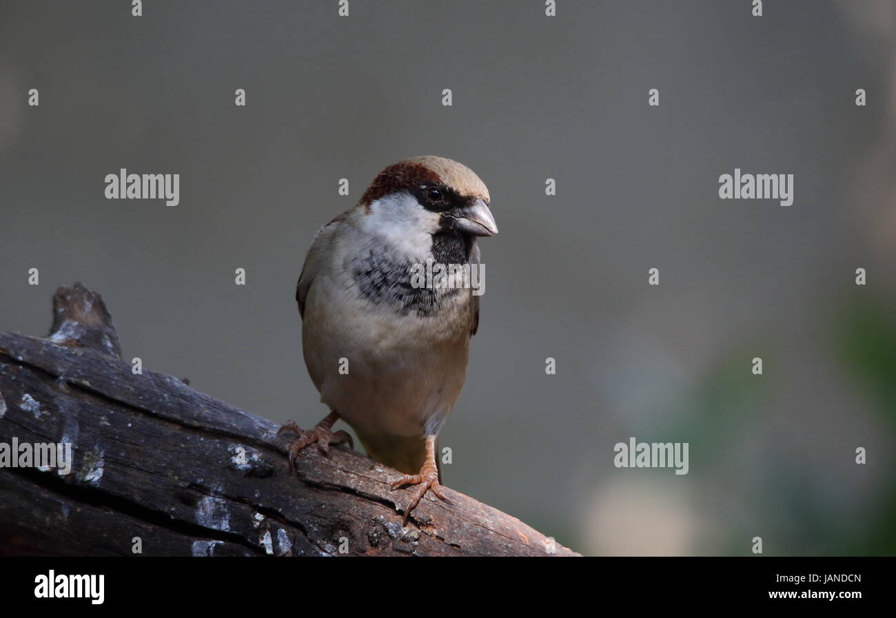 A watchful bird perched on a branch clear background with copy space in ...