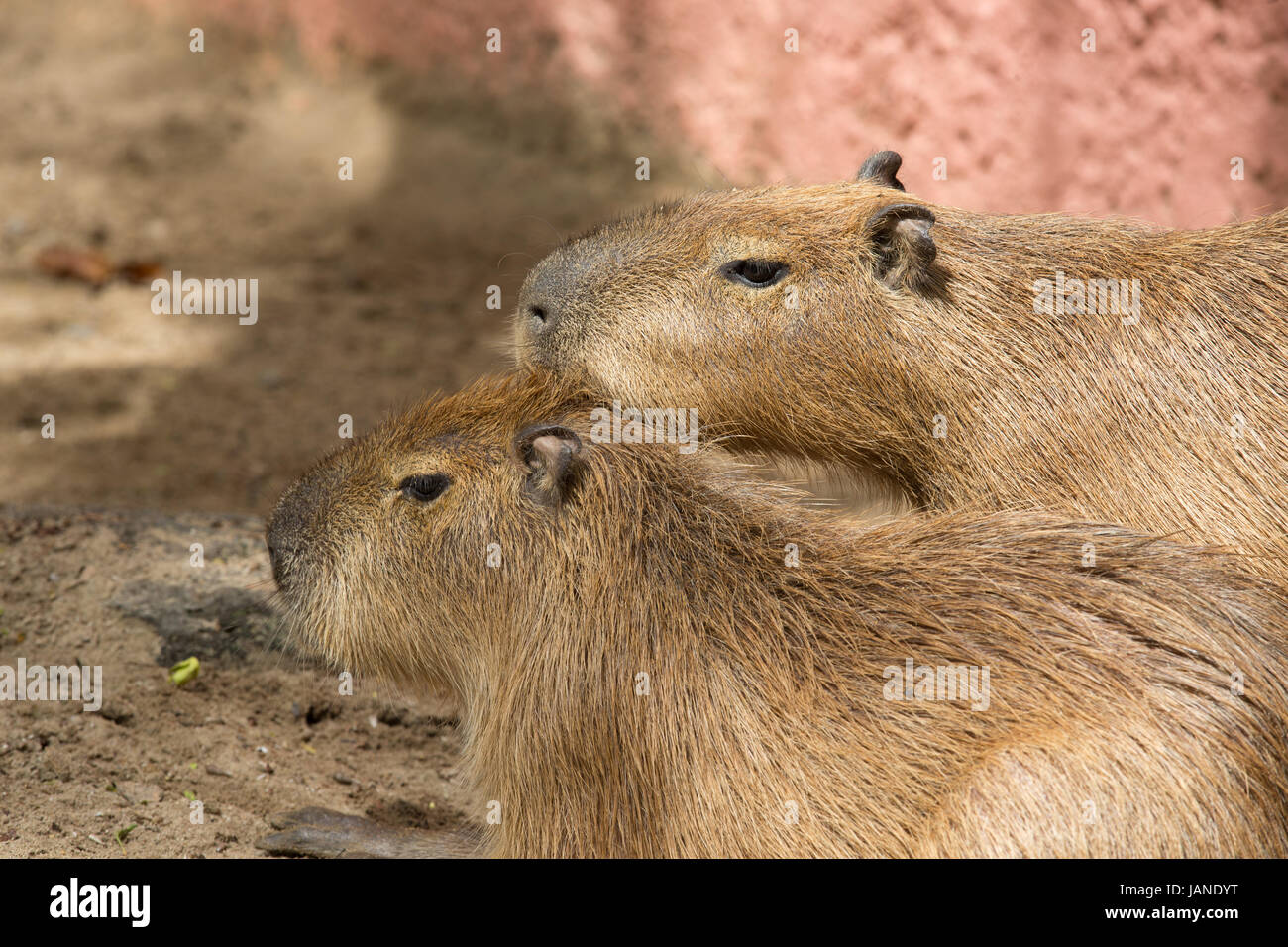 Close up of a Capybara Stock Photo - Alamy