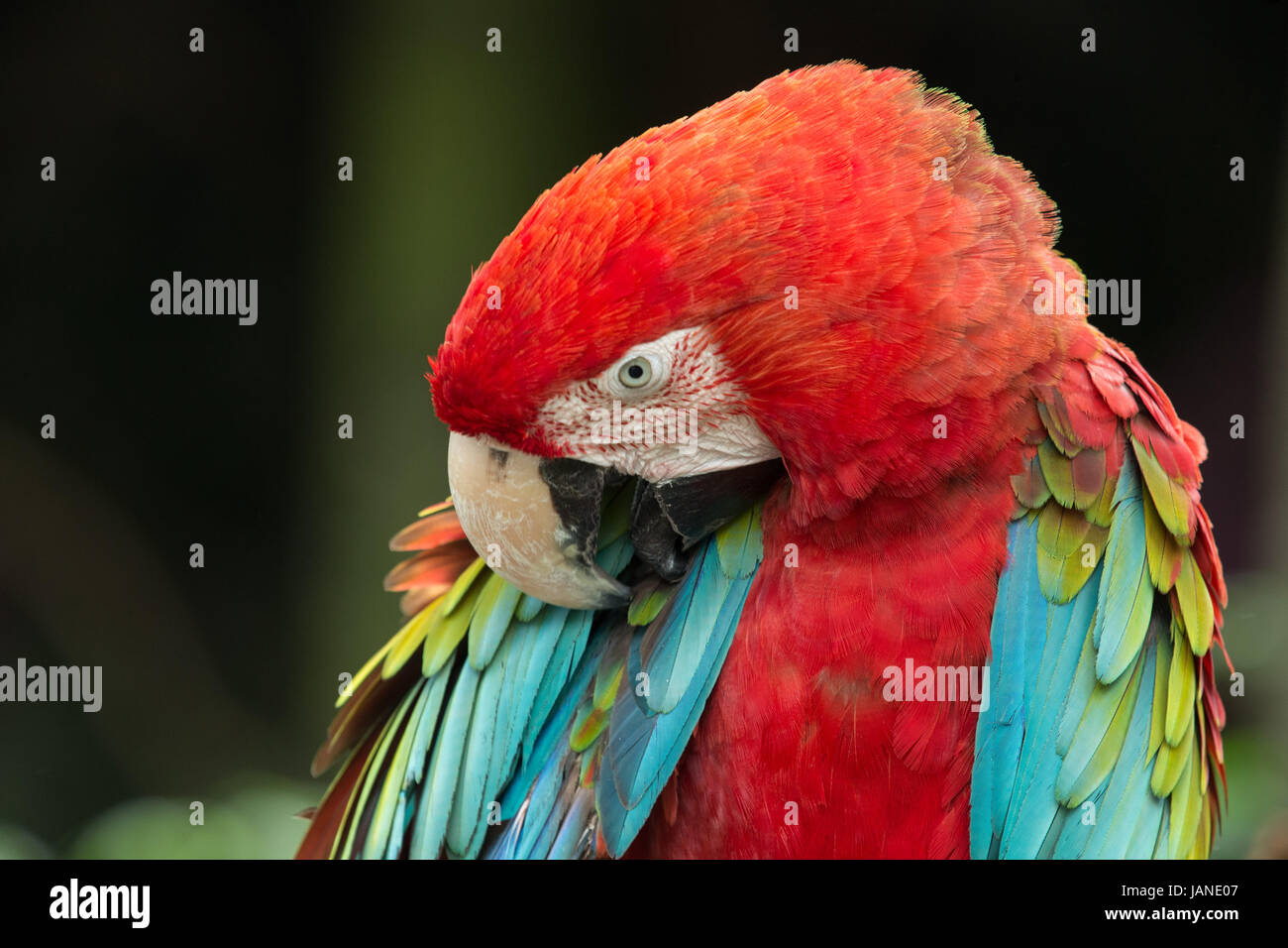 parrot bird sitting on the perch Stock Photo - Alamy