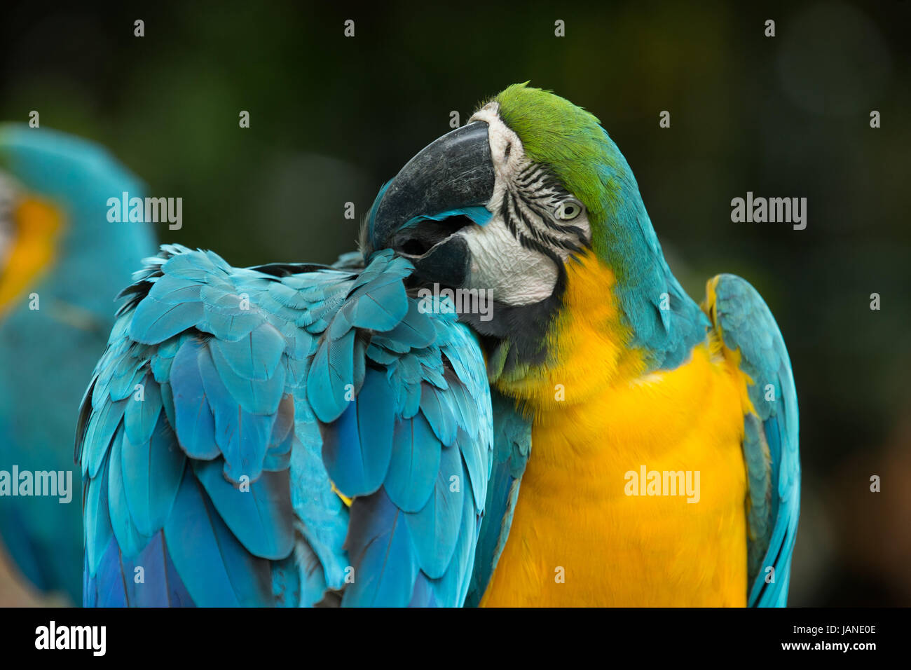 parrot bird sitting on the perch Stock Photo - Alamy