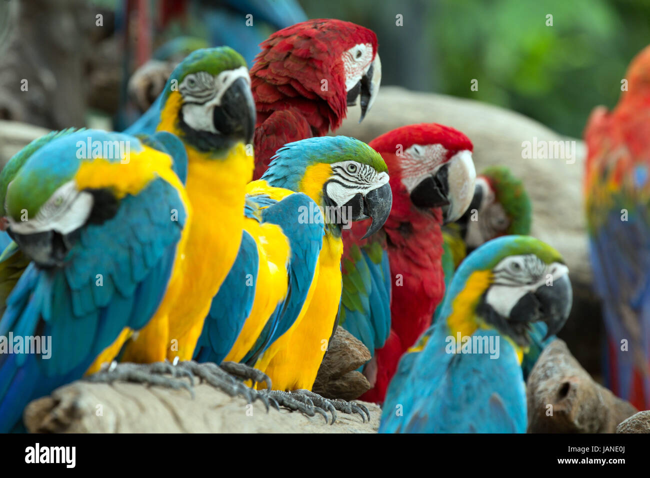Pair of colorful Macaws parrots Stock Photo - Alamy
