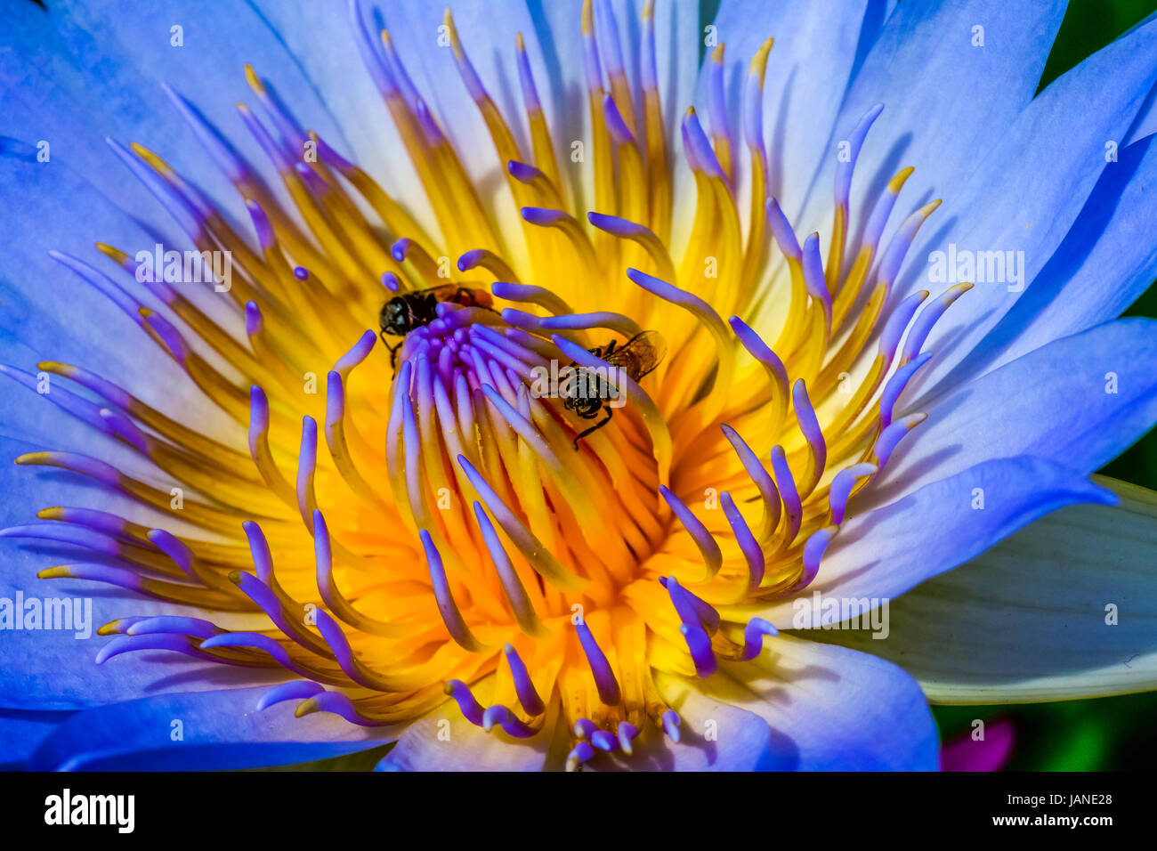 Closeup lotus with bees inside Stock Photo - Alamy