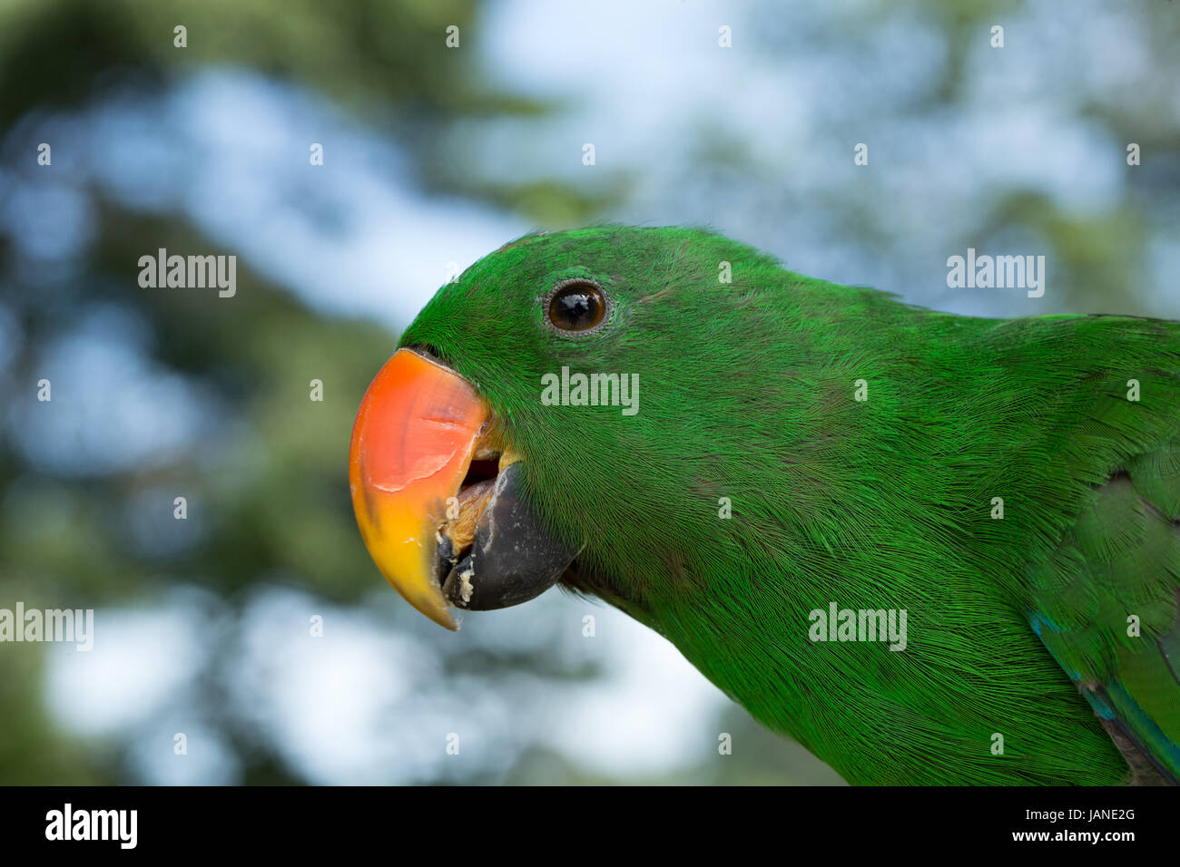 parrot bird sitting on the perch Stock Photo - Alamy