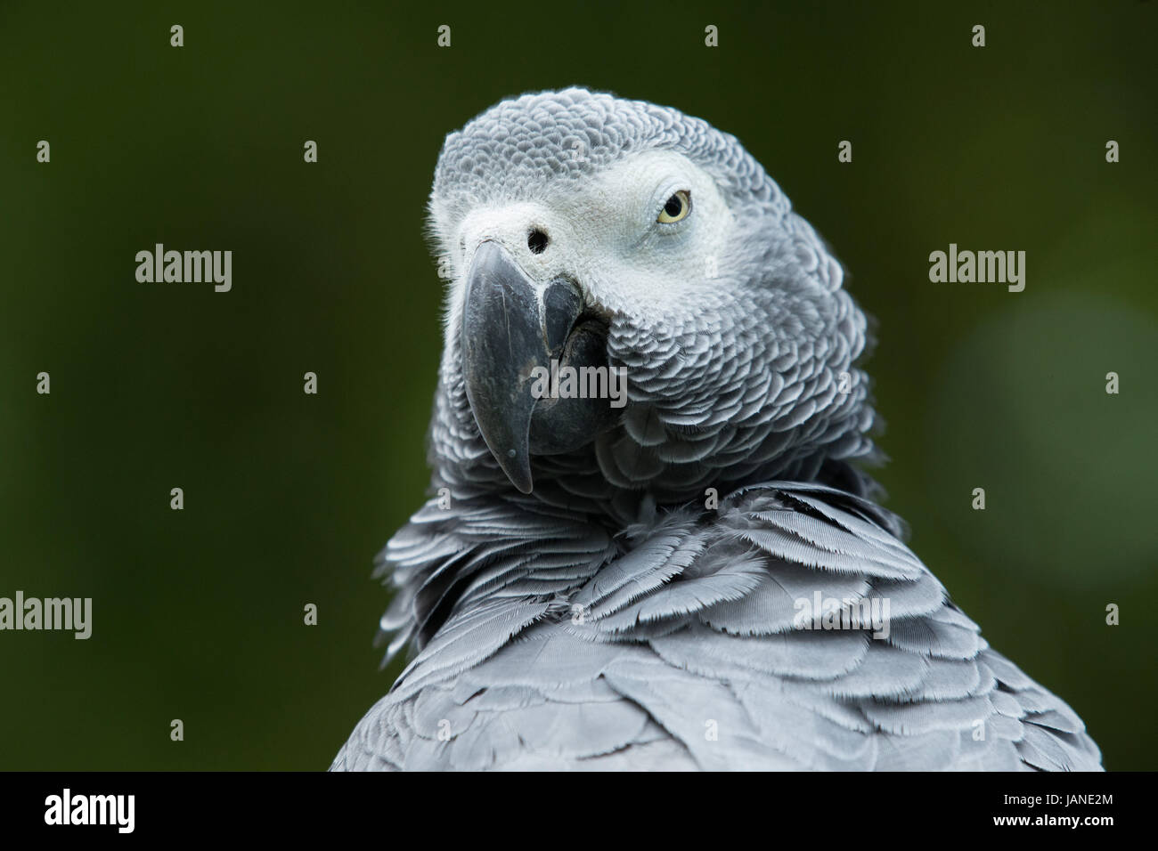 parrot bird sitting on the perch Stock Photo - Alamy