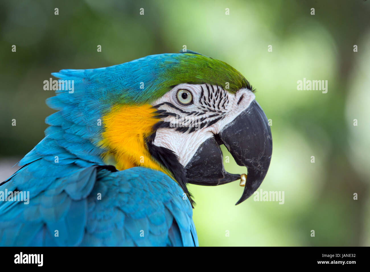 parrot bird sitting on the perch Stock Photo - Alamy
