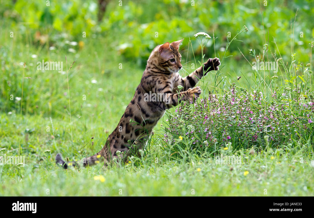 The cat runs on a lawn Stock Photo - Alamy