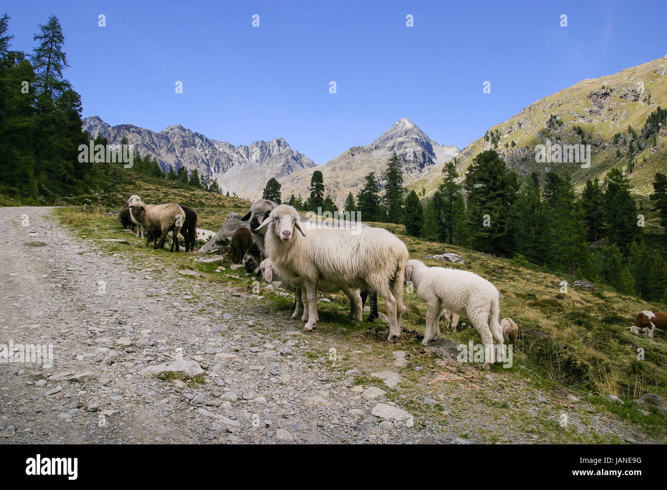 mountain sheep 01 Stock Photo - Alamy