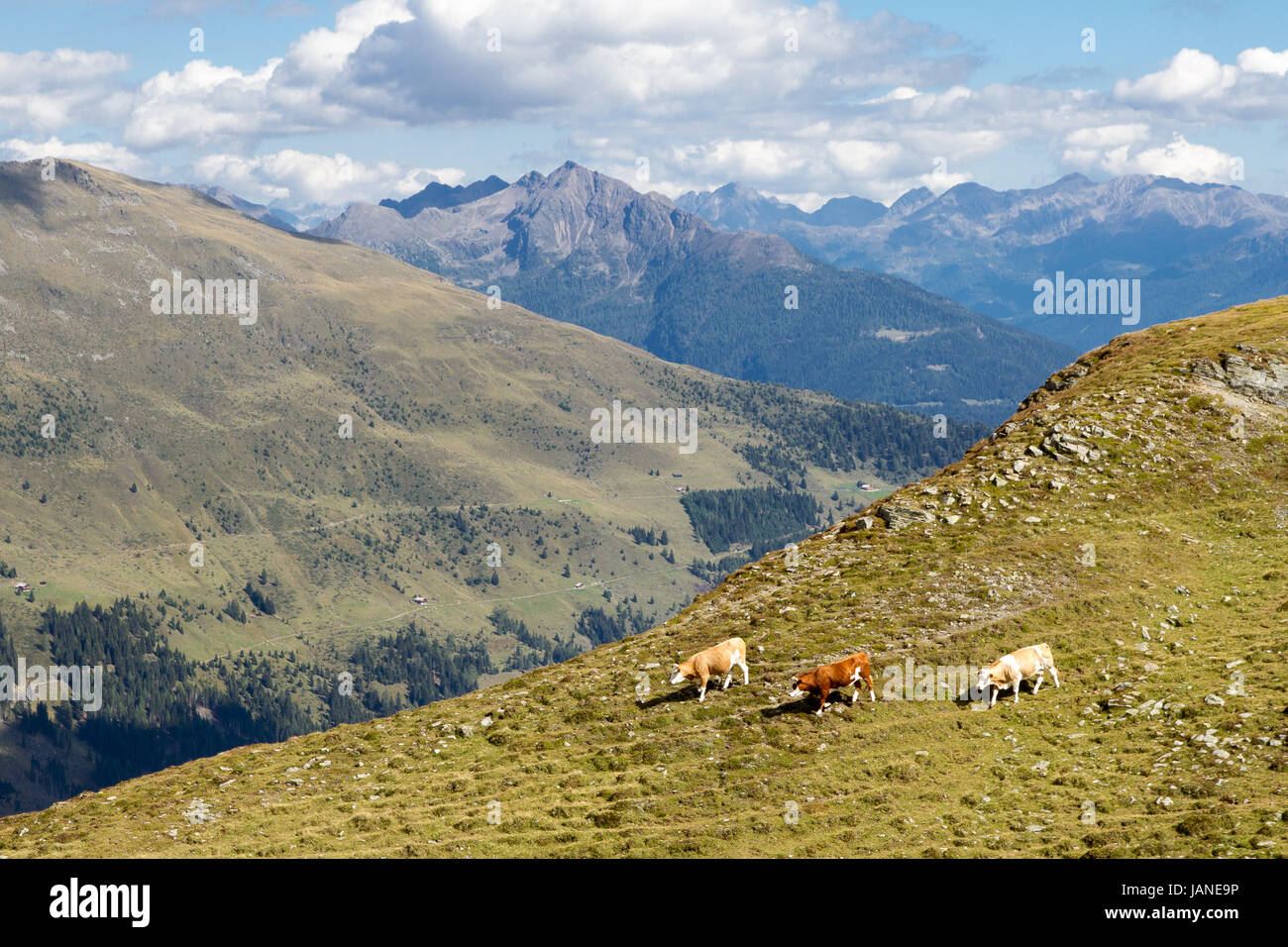 migration of cows Stock Photo - Alamy
