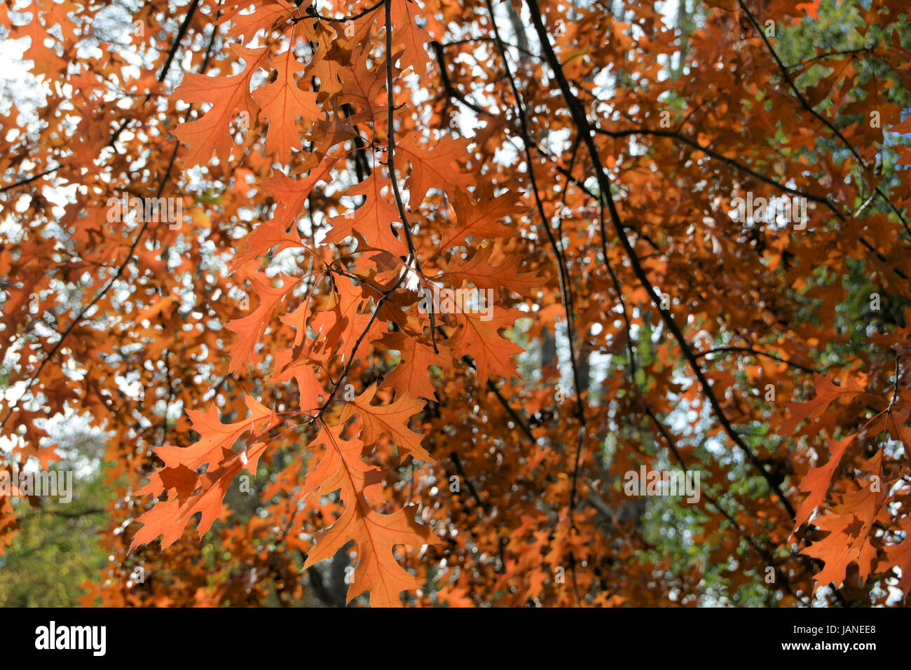 Eichenlaub garten hi-res stock photography and images - Alamy