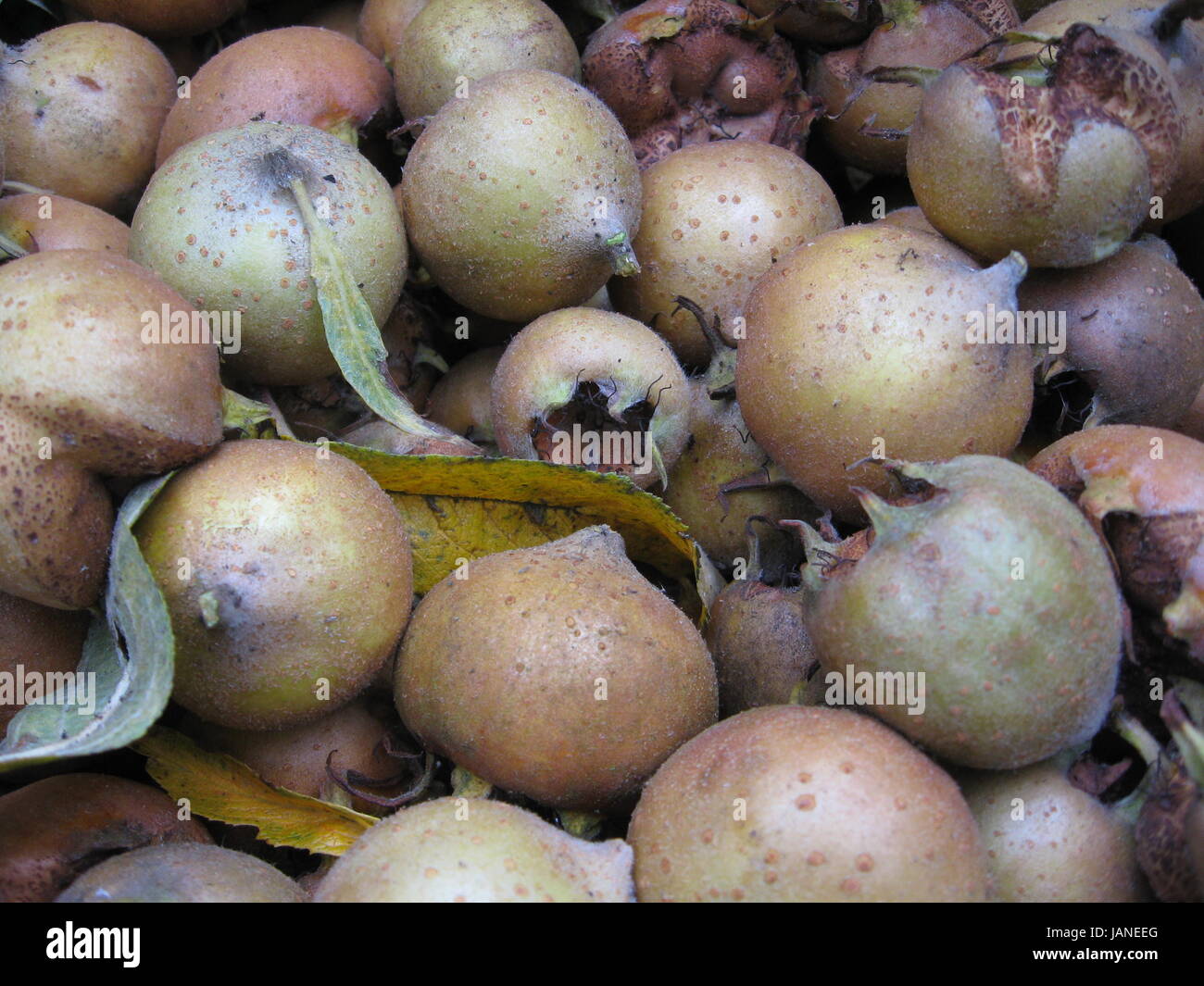 Loquat autumn hi-res stock photography and images - Alamy