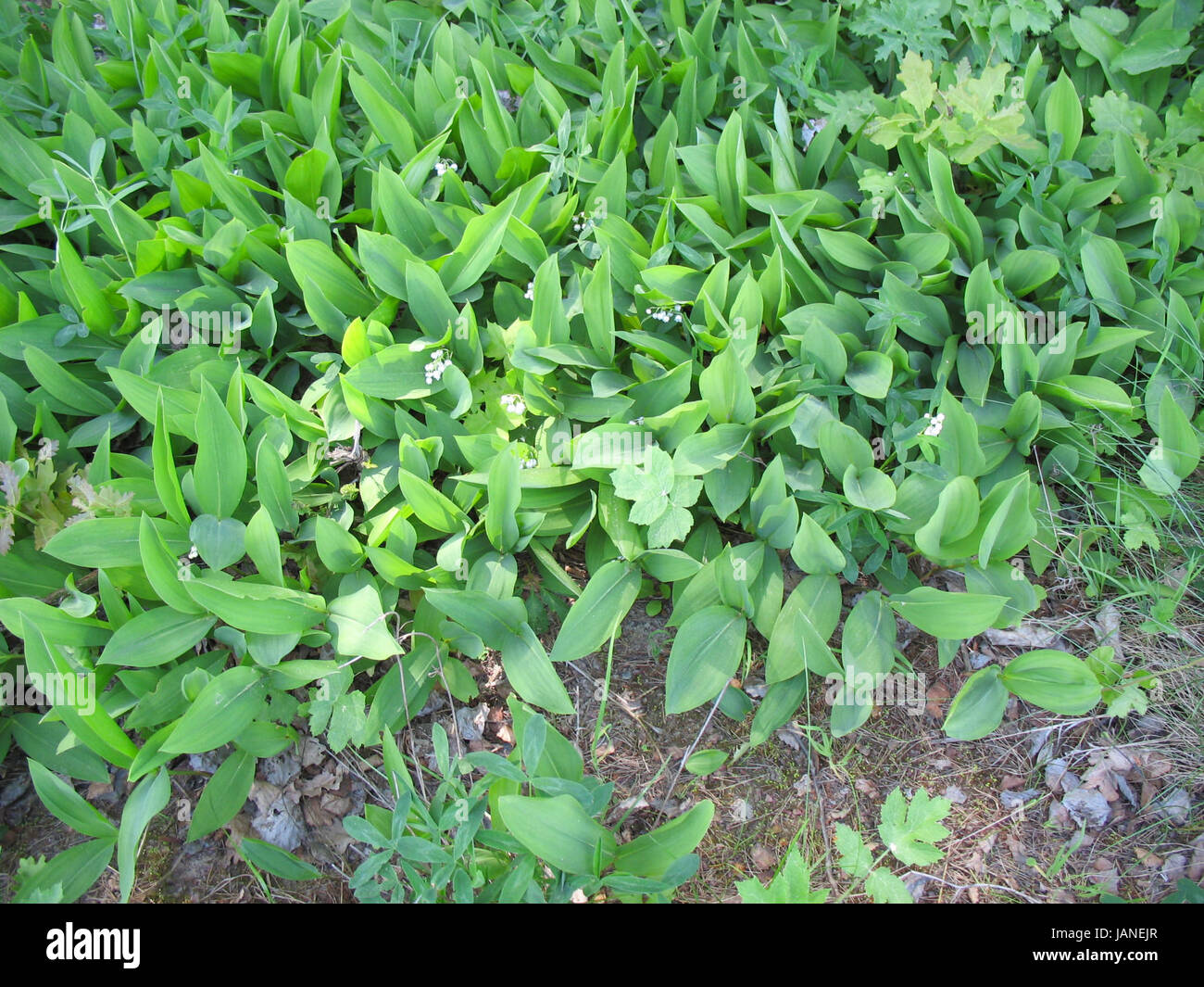 Lily of the valley on Aland island (Finland Stock Photo - Alamy