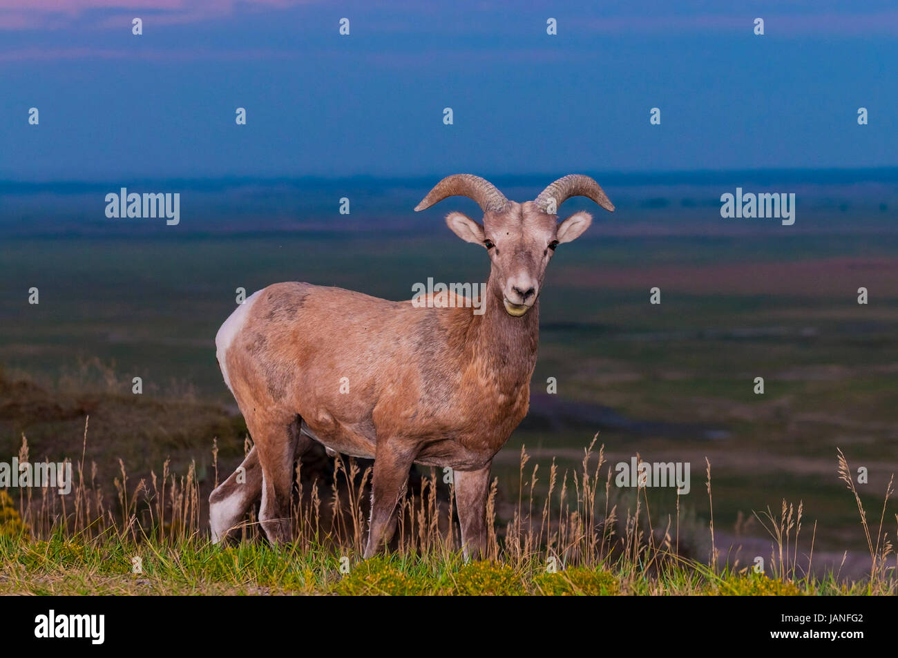 Adult Badlands Bighorn Sheep Male agains morning sky Stock Photo - Alamy
