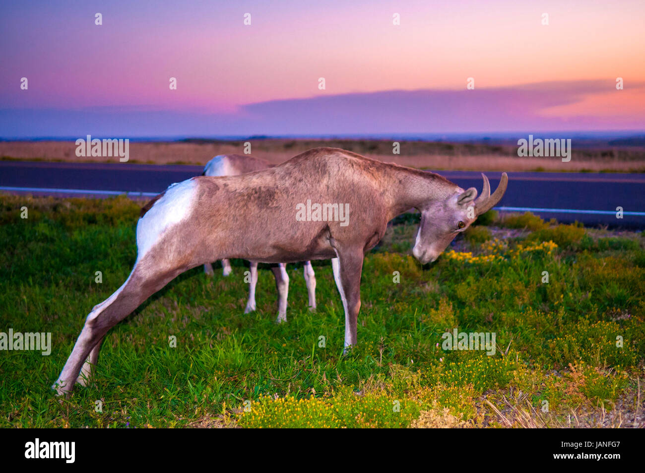 Bighorn Sheep stretching her legs against beautiful morning sky Stock ...