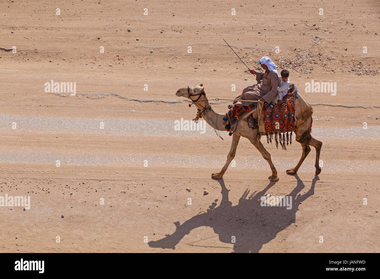 Arab man riding on camel hi-res stock photography and images - Alamy