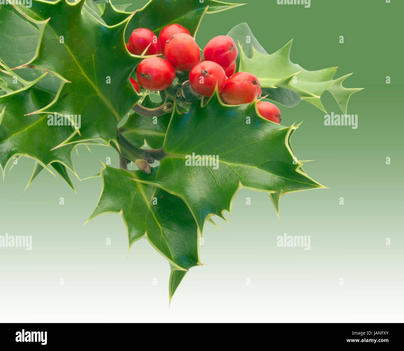 Holly Sprig on white Stock Photo - Alamy