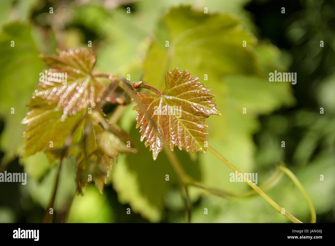 Grapevine leaf hi-res stock photography and images - Alamy