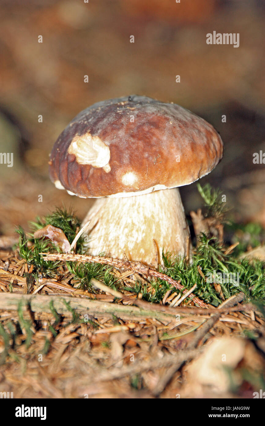 Maronenröhrling hi-res stock photography and images - Alamy