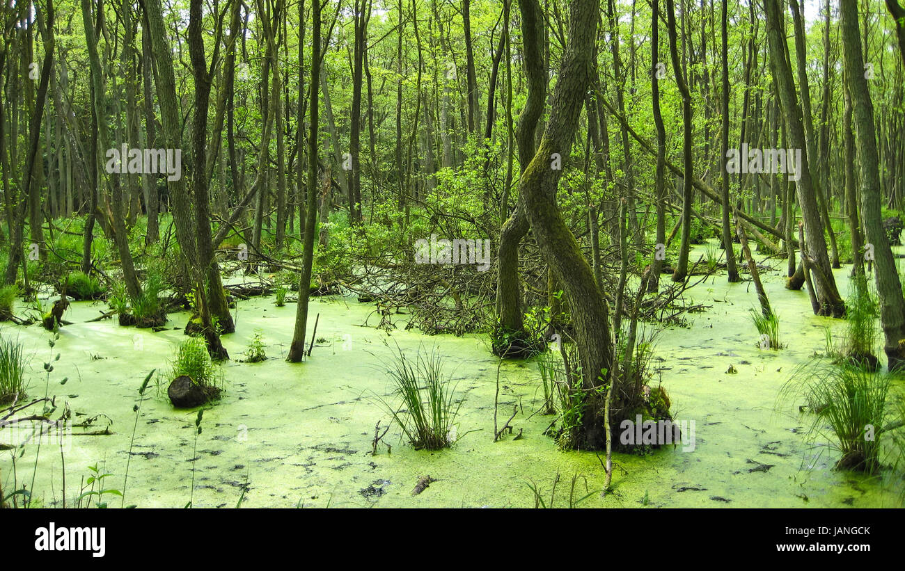 Trees in the green swamp in the Darsswald on the peninsular Fischland ...
