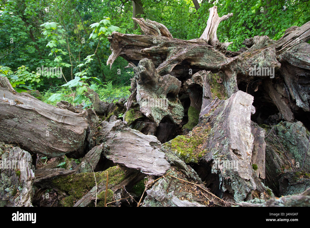 Merevale hi-res stock photography and images - Alamy