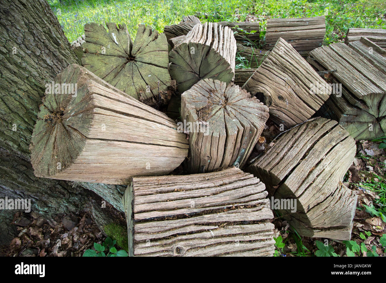 Merevale hall stumps of dead trees hi-res stock photography and images ...