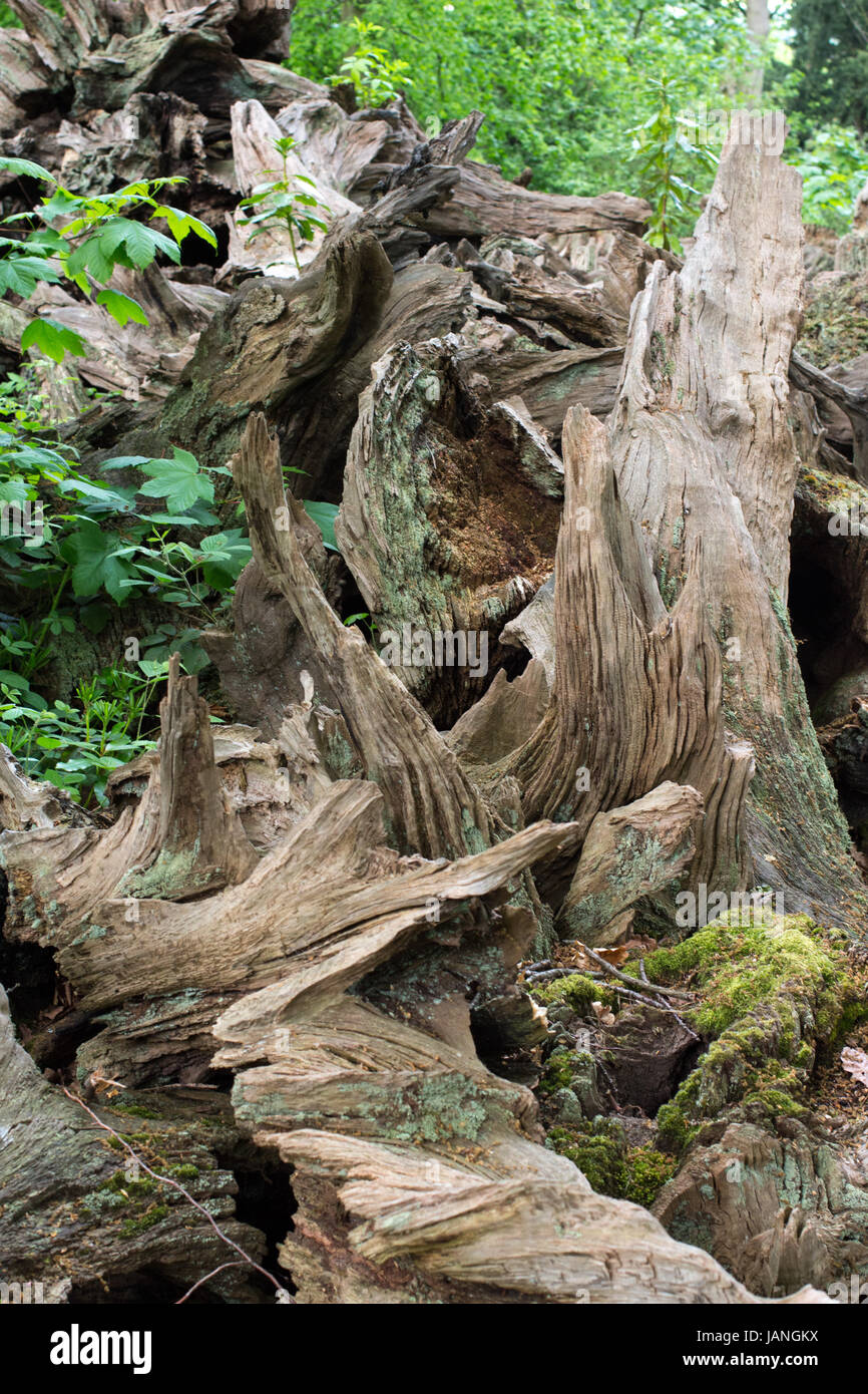 Merevale hi-res stock photography and images - Alamy