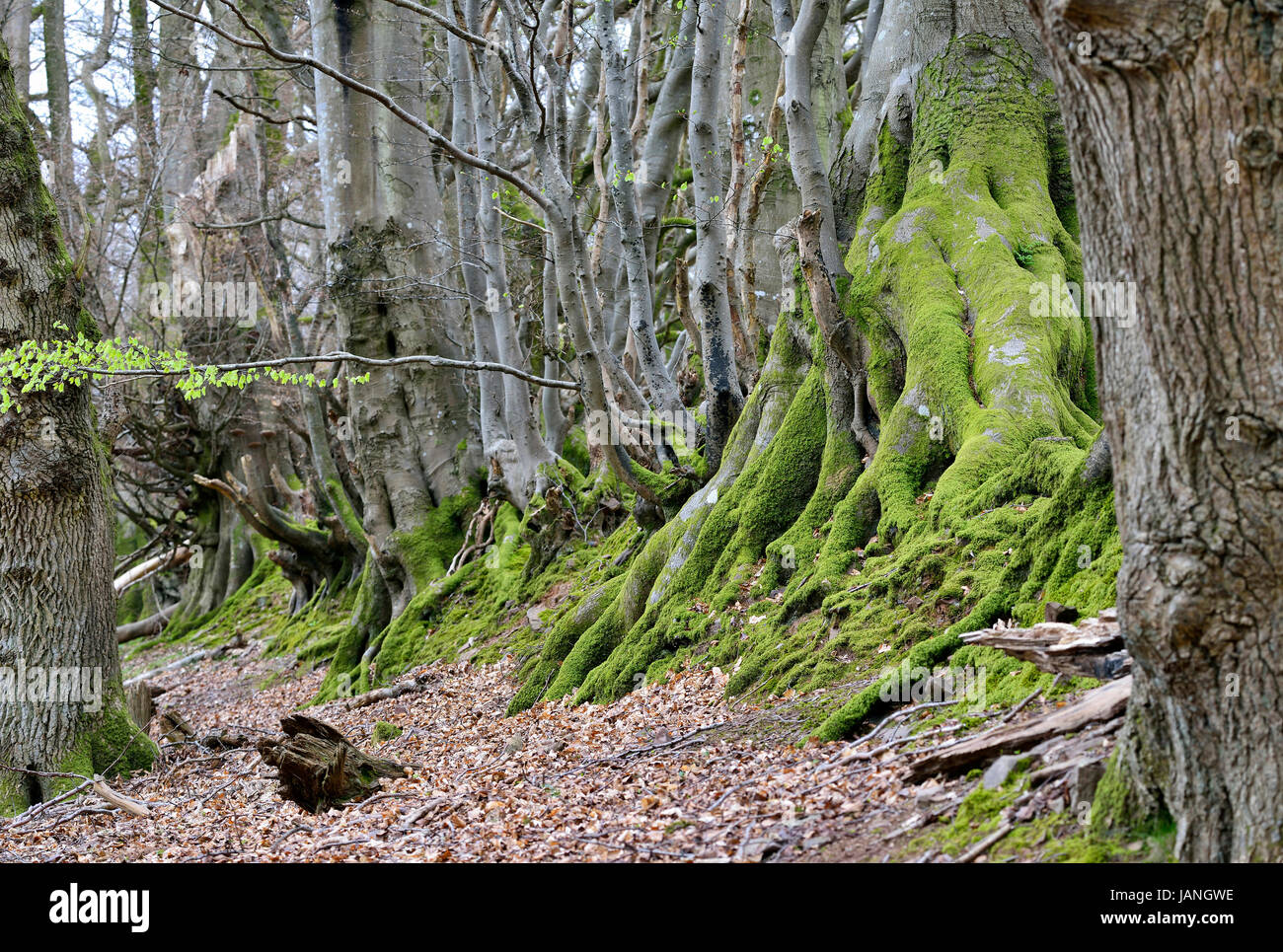 Holford Beeches A bank of ancient Beech Trees in the Quantock Hills ...