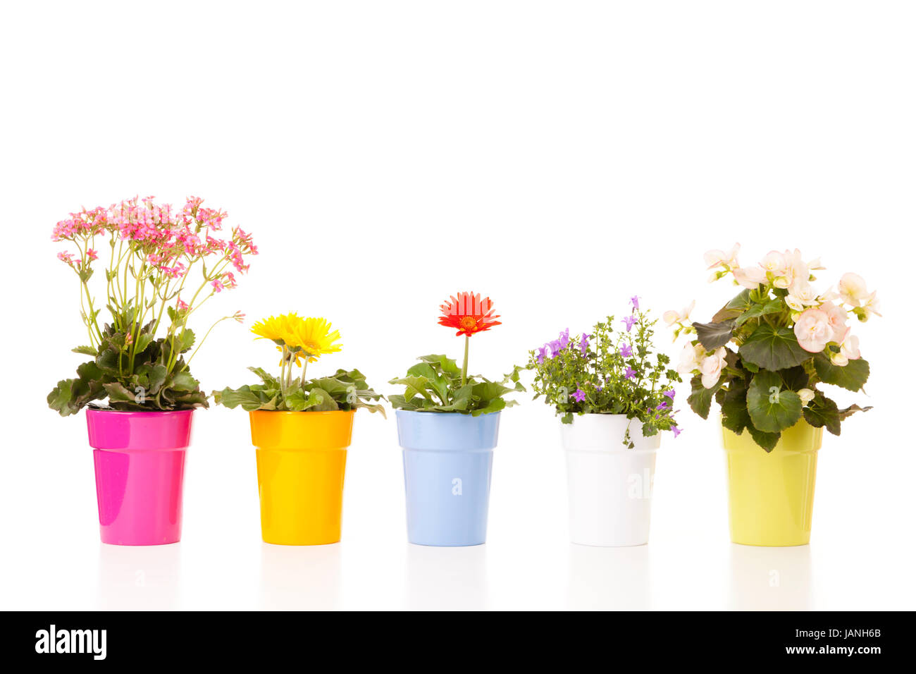 Row of potted flowers isolated against white background Stock Photo - Alamy