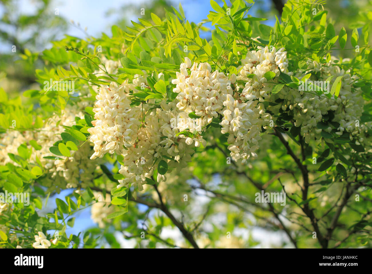 Robinie blatt hi-res stock photography and images - Alamy