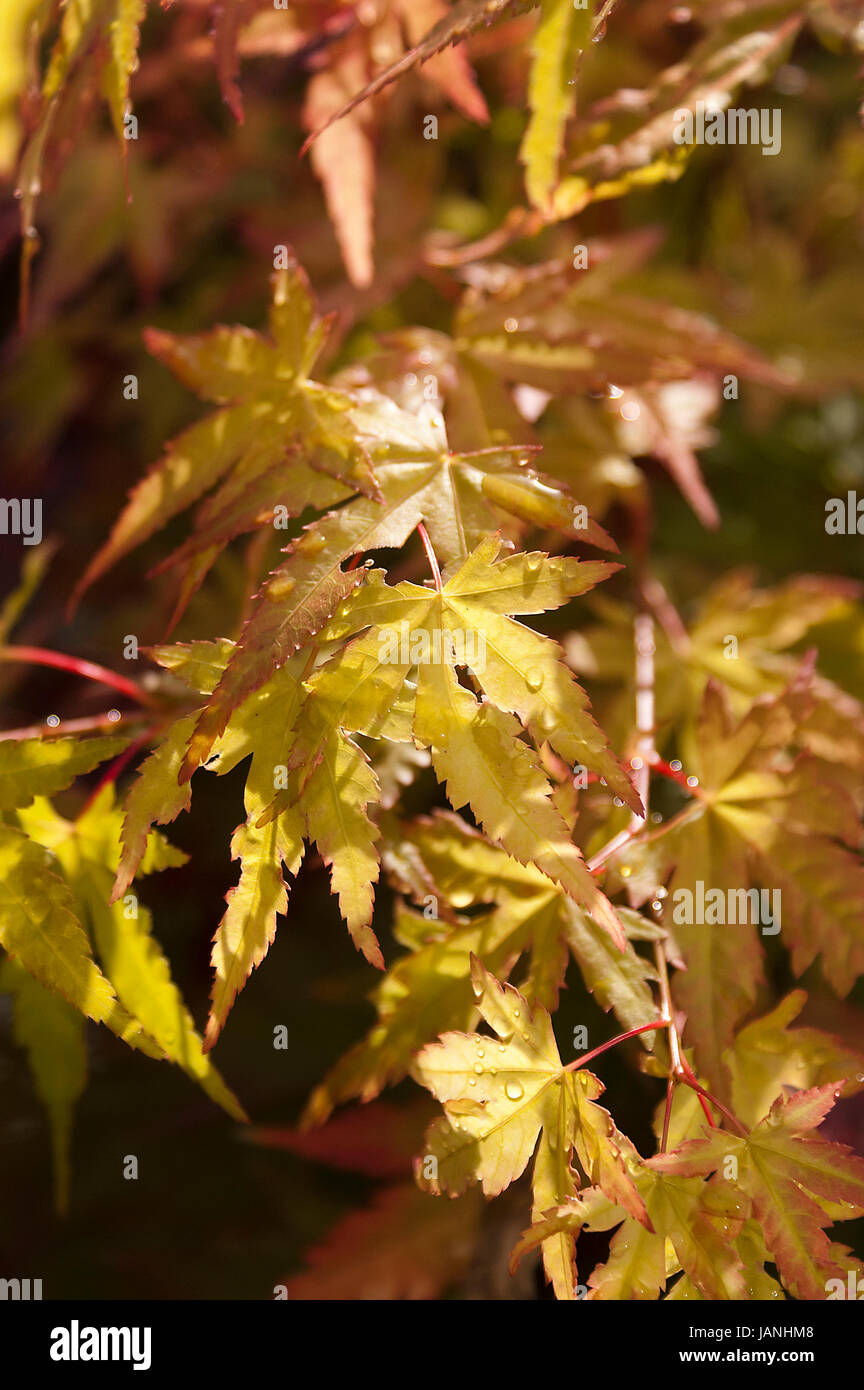Yellow Japanese maple leaves with water drops Stock Photo - Alamy