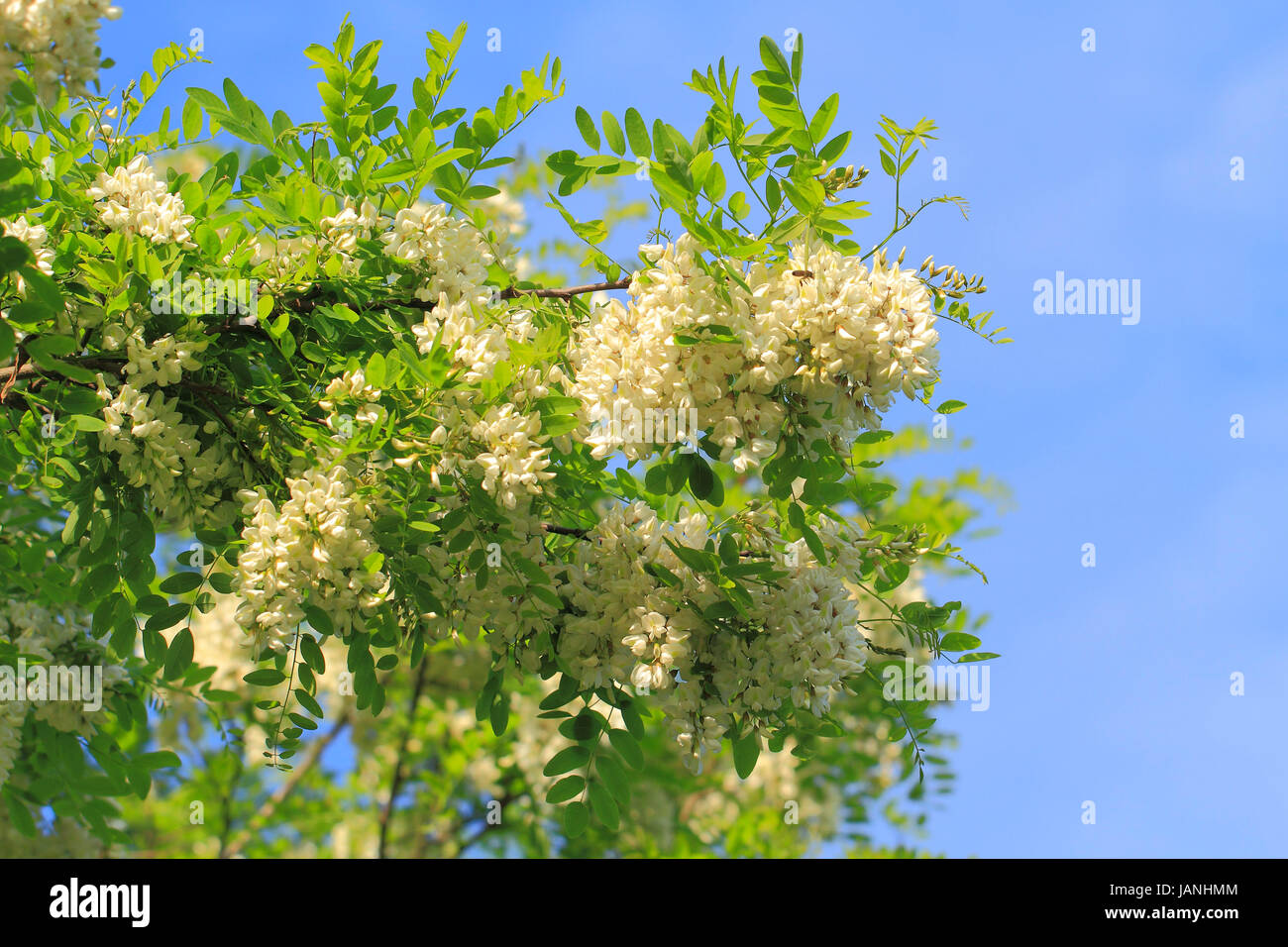 Bllüten einer Robinie (Robinia pseudoacacia) im Früsommer Stock Photo ...