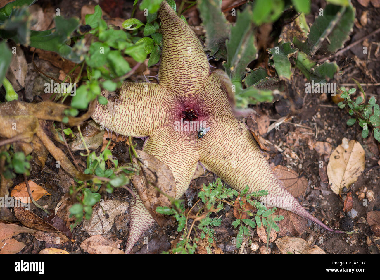 Smelly plant hi-res stock photography and images - Alamy