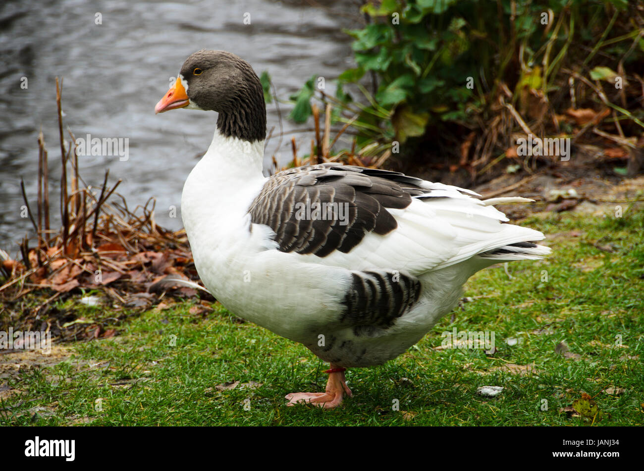 Olandsgas hi-res stock photography and images - Alamy