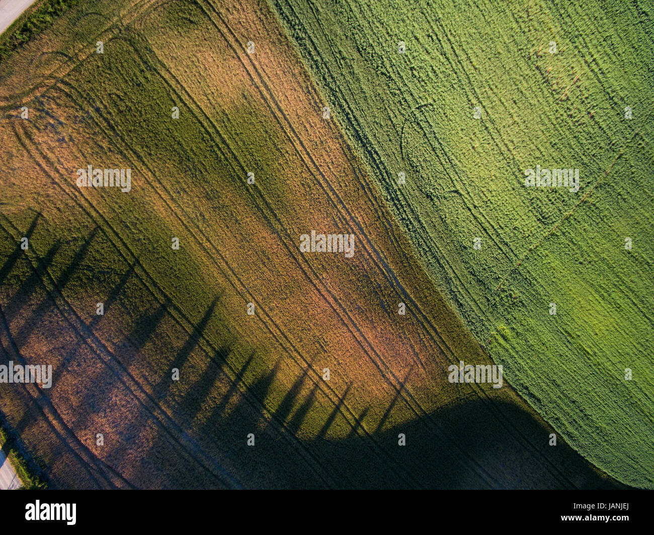 Aerial top view of a green field. Summer season Stock Photo - Alamy