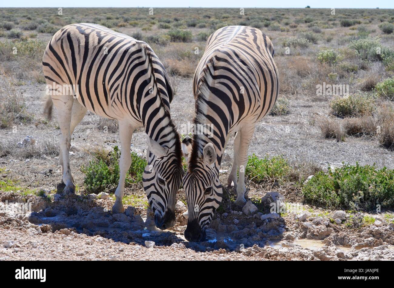 steppe zebra im etosha national park - namibia Stock Photo - Alamy