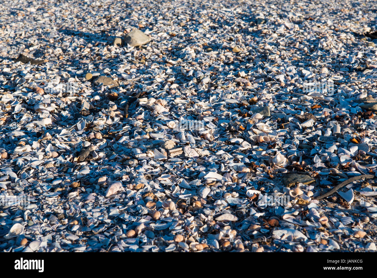 Shell deposits on the beach Stock Photo - Alamy