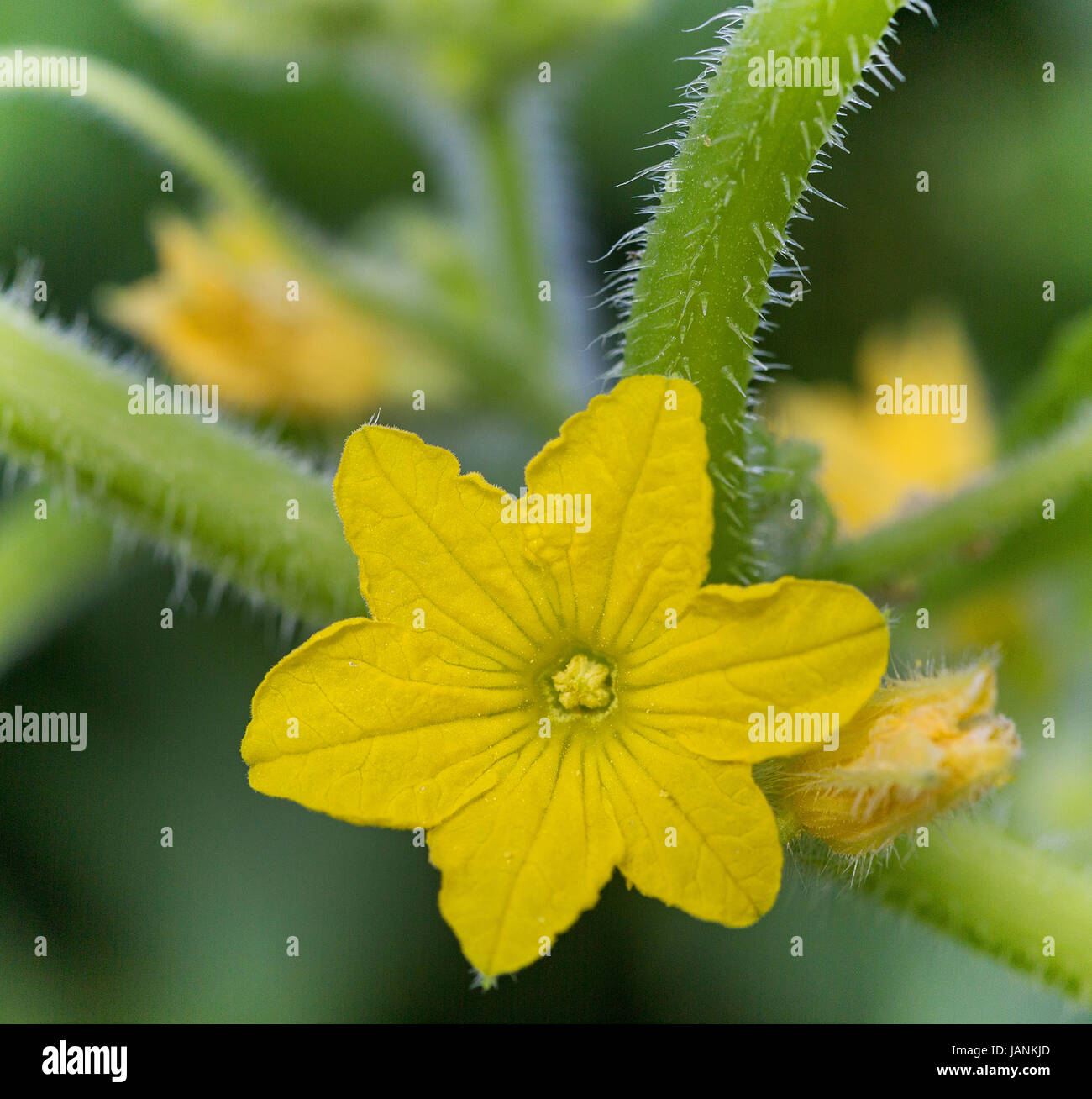 yellow zucchini squash flower up close Stock Photo - Alamy