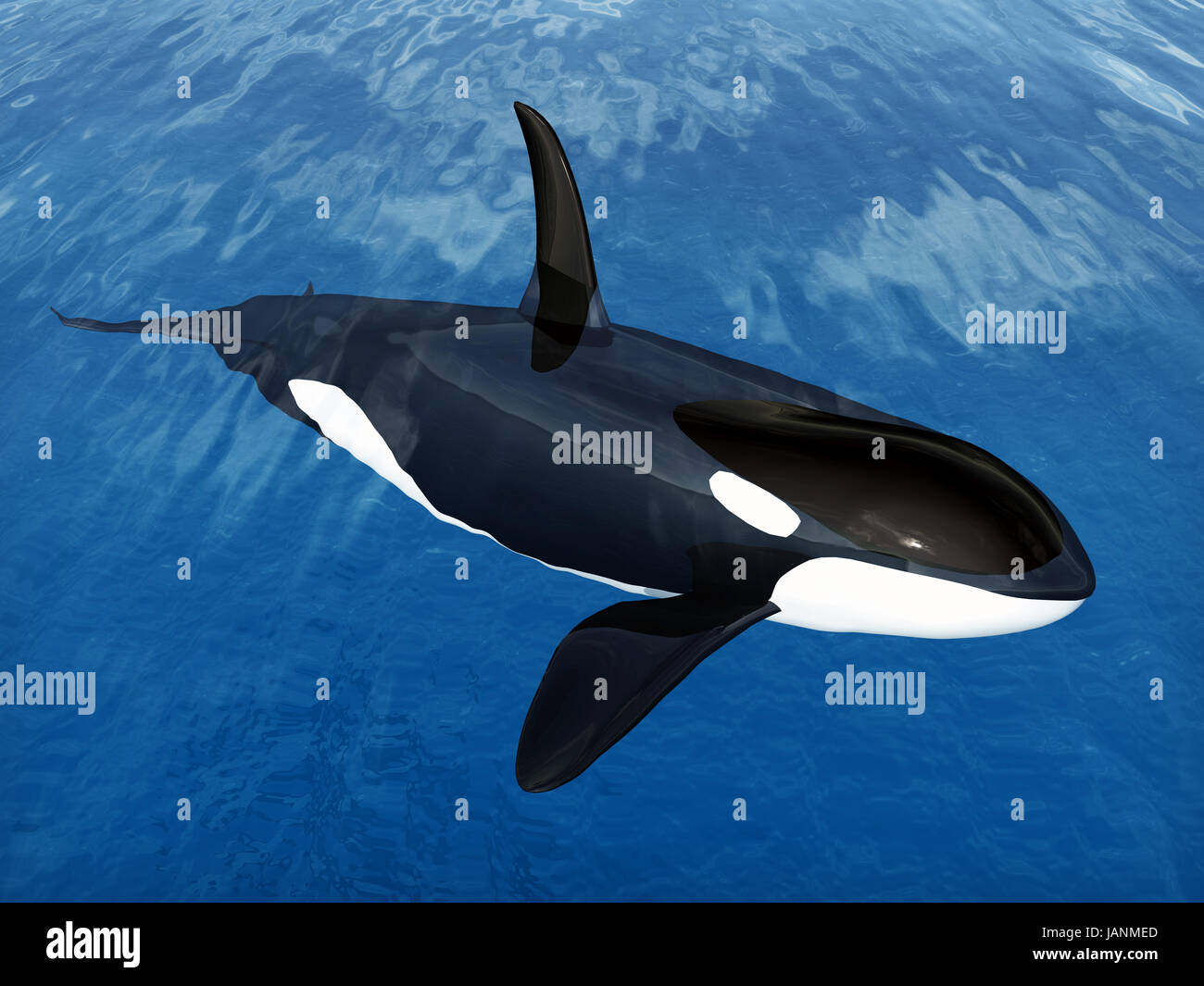 Schwertwal hi-res stock photography and images - Alamy