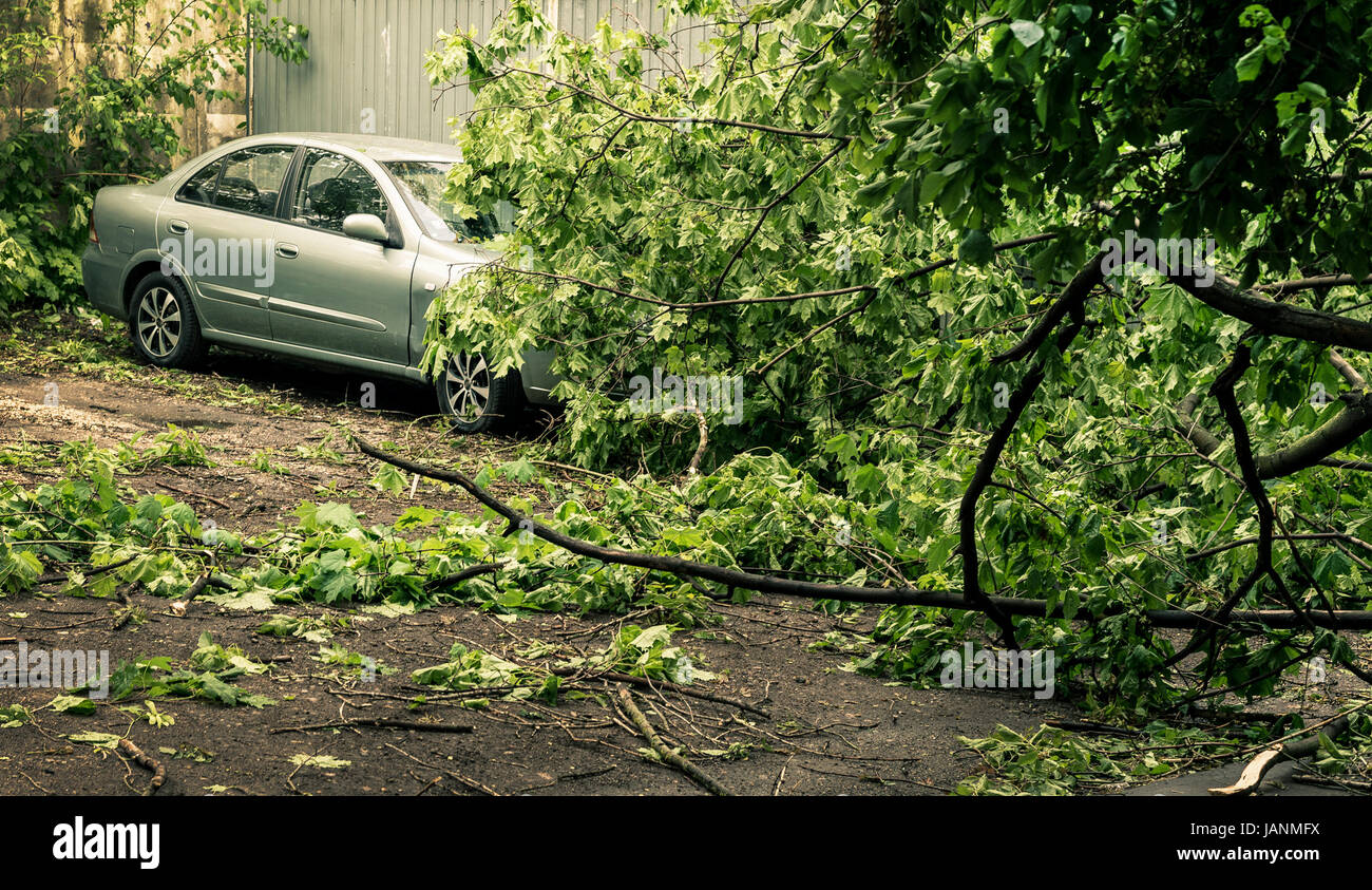 car under fallen tree Stock Photo - Alamy