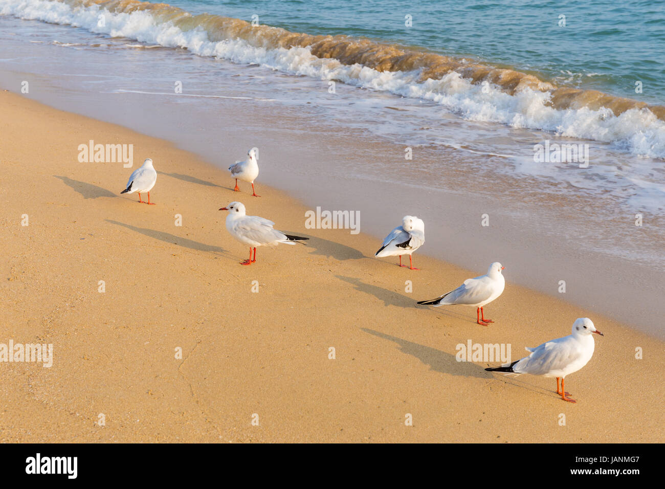 Seagull on the beach Stock Photo - Alamy