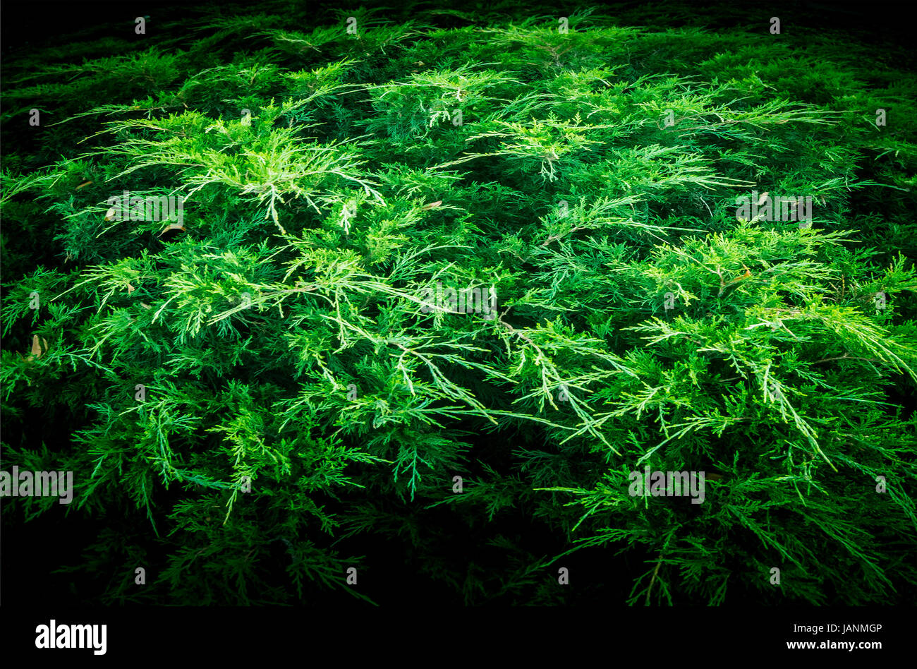 Plant Verdure High Resolution Stock Photography and Images - Alamy