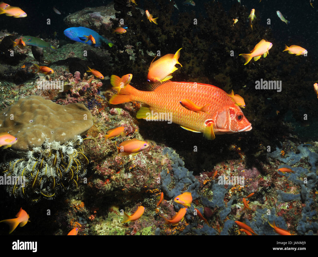 Harsh fish underwater fish pisces hi-res stock photography and images ...